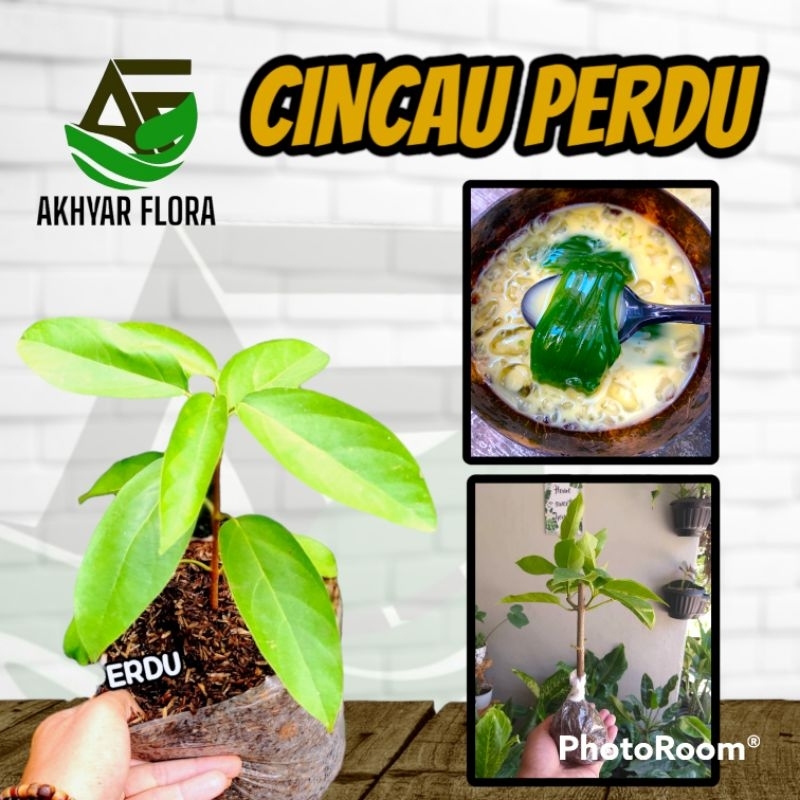 Jual Bibit Tanaman Cincau Pohon Cincau Hijau Tanaman Herbal Daun Cincau ...