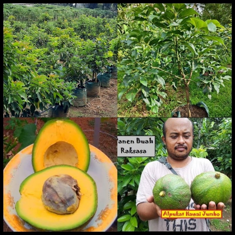 Jual Bibit Tanaman Alpukat Hawai Jumbo Tinggi 1 Meter Up Batang Besar ...