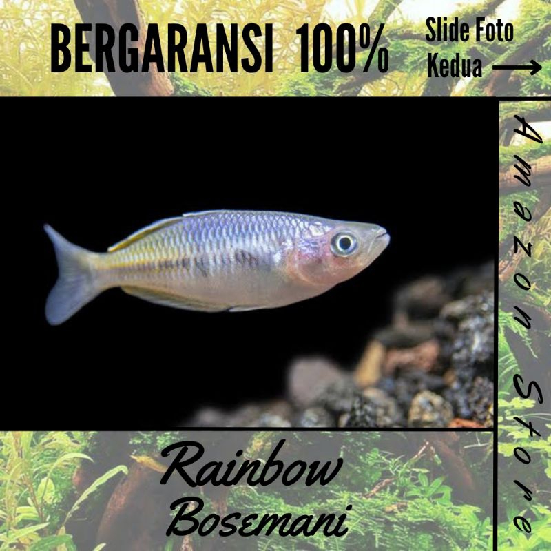 Jual Ikan Rainbow Bosemani / ikan hias air tawar | Shopee Indonesia
