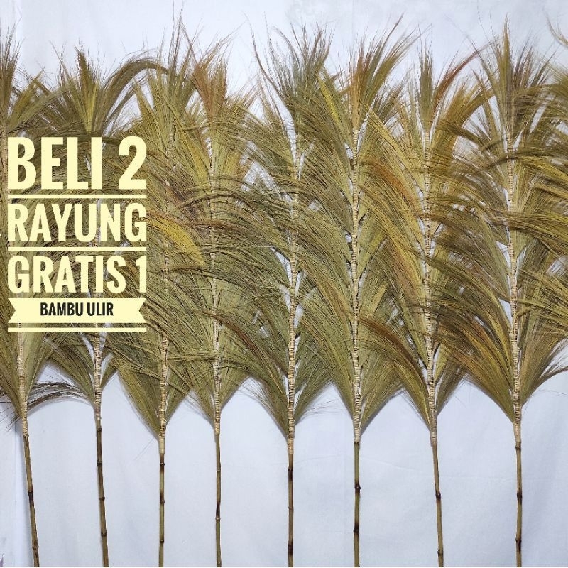 Jual Dekorasi Rumah Bunga Rayung Kering Natural / Homedecor Rayung ...