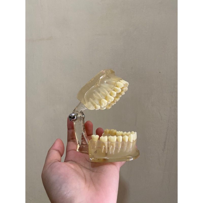 Jual Model Gigi Phantom Dental Study bisa di lepas pasang (second ...