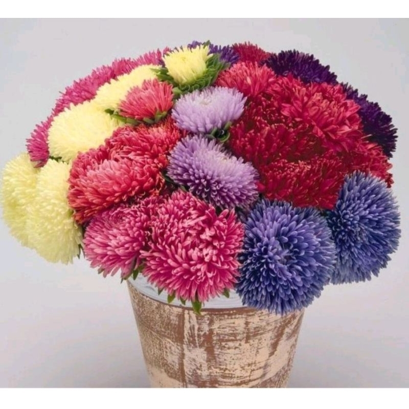 Jual BENIH BIBIT BUNGA ASTER POWDER PUFF ASTER MIX | Shopee Indonesia