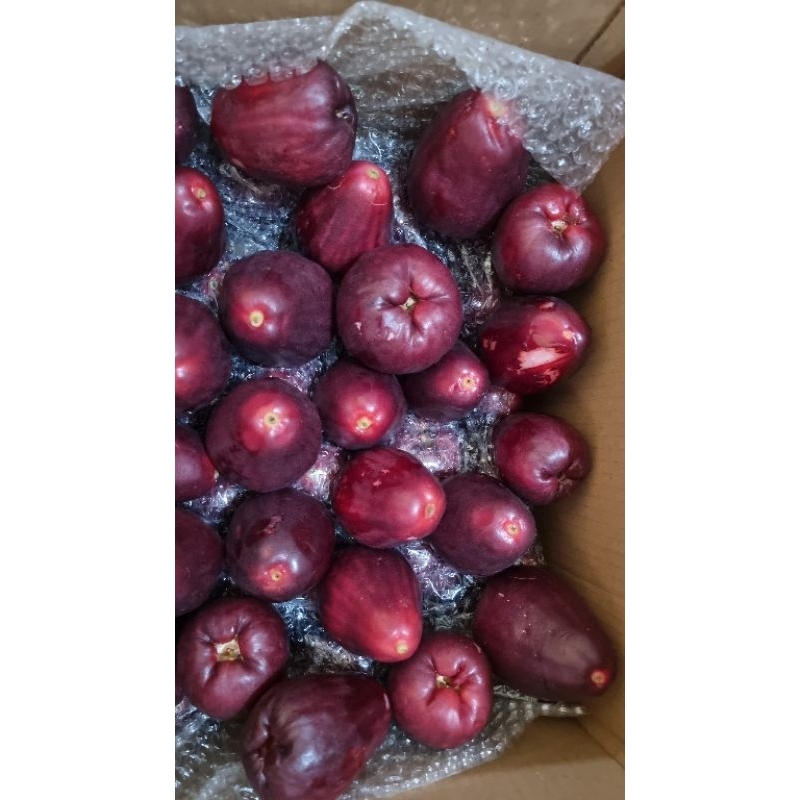 Jual jambu bol atau jambu jamaika | Shopee Indonesia