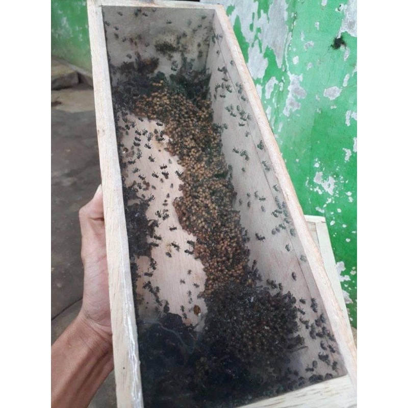 Jual Koloni lebah madu klanceng trigona jenis leavicep dalam stup ...