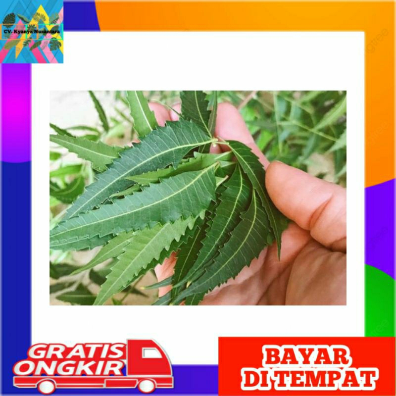 Jual Daun mimba || Daun intaran || Godong imbo || Segar 250gr | Shopee ...