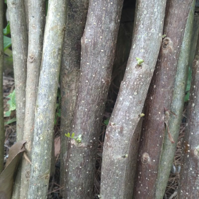 Jual Bibit gamal,klereshedhe,sepion stek pakan ternak kambing 1kg isi ...