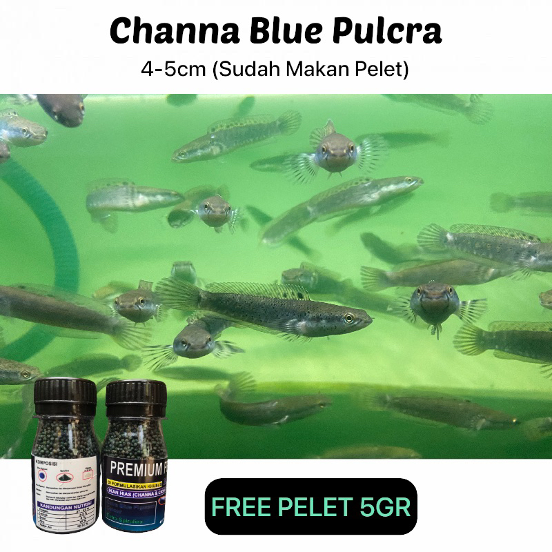 Jual Channa Blue Pulcra 5-6cm (Sudah Pelet) | Shopee Indonesia