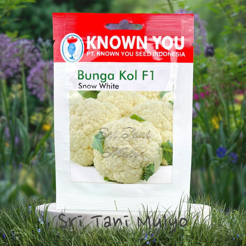 Jual BENIH KYS KNOWN YOU SEED BUNGA KOL F1 SNOW WHITE KEMASAN PABRIK ...