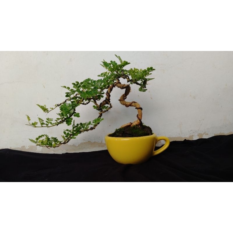 Jual BONSAI MAME KAWISTA BATU POT KERAMIK | Shopee Indonesia