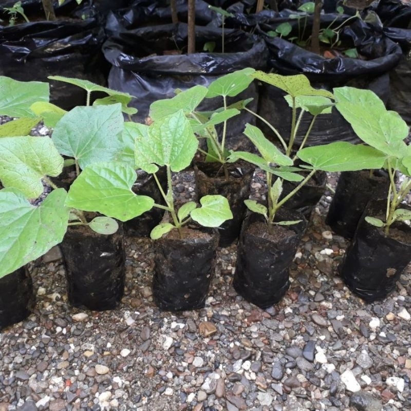 Jual Bibit buah Beligo, Bligo, Kundur 20 cm, tinggal di tanam, Herbal ...