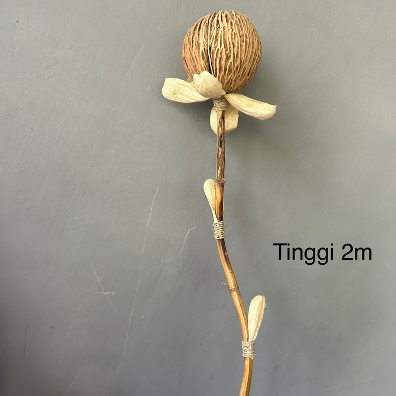 Jual rayung kering stik / rayung tangkai dekorasi | Shopee Indonesia