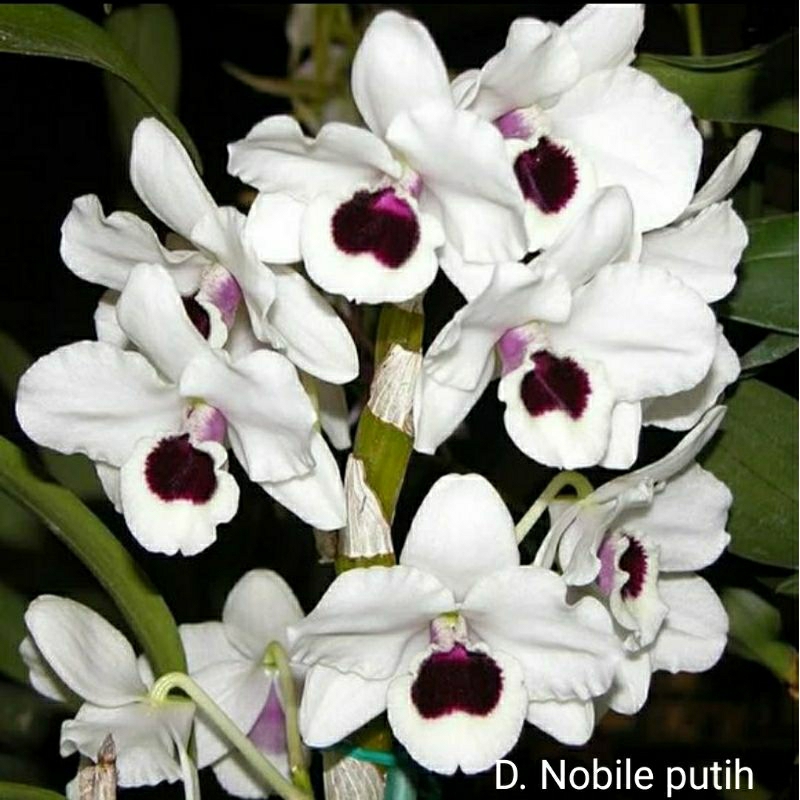 Jual anggrek bibit botol dendrobium nobile lagi viral di dunia anggrek ...