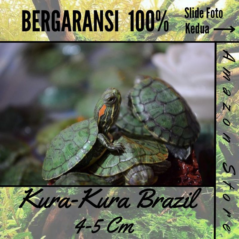Jual Kura kura brazil | Shopee Indonesia