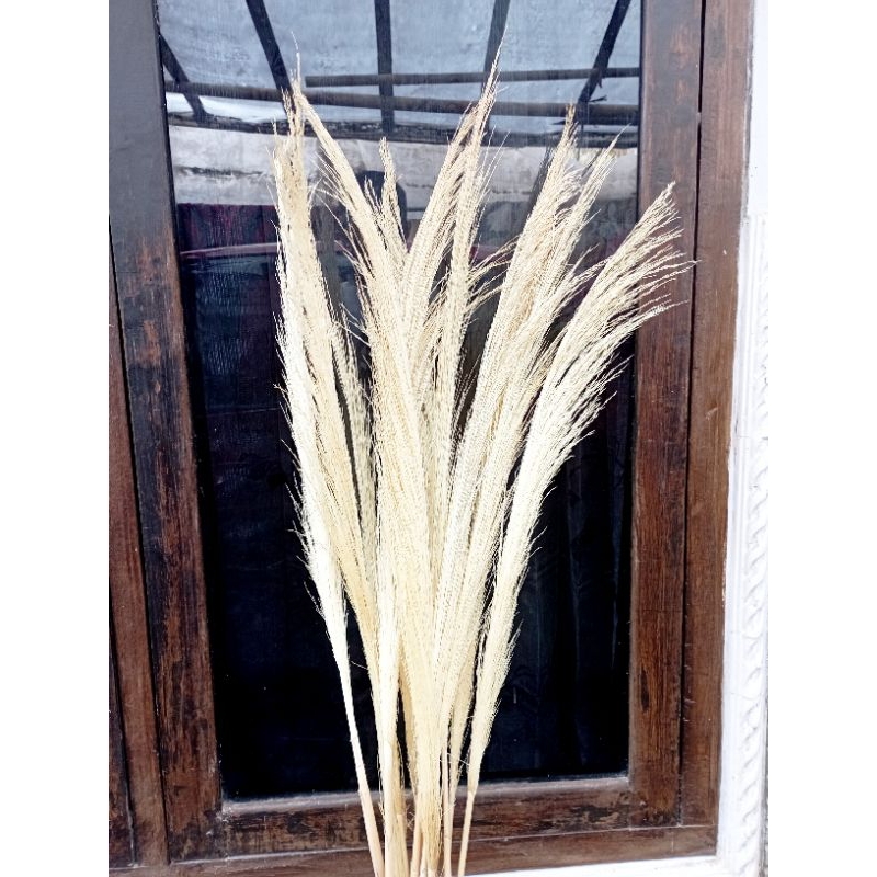 Jual pampas putih bleaching | Shopee Indonesia