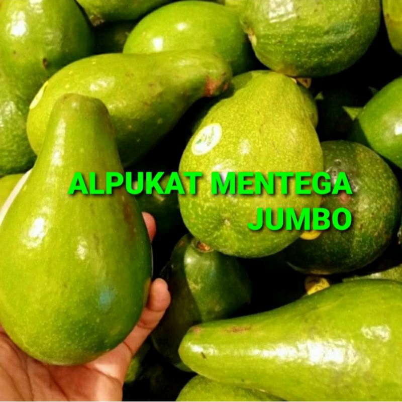 Jual ALPUKAT MENTEGA JUMBO KHUSUS PARA SULTAN 1 KG (PREMIUM QUALITY ...