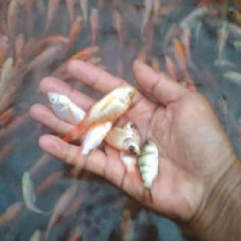 Jual Bibit IKAN NILA ukuran 3 jari (IKAN HIDUP) | Shopee Indonesia