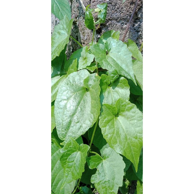 Jual Daun sembung rambat segar per 250 gram | Shopee Indonesia