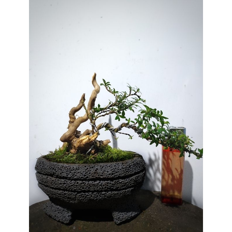 Jual Bonsai Mini Shito Seribu Bintang Super Micro || REAL TANUKI ...