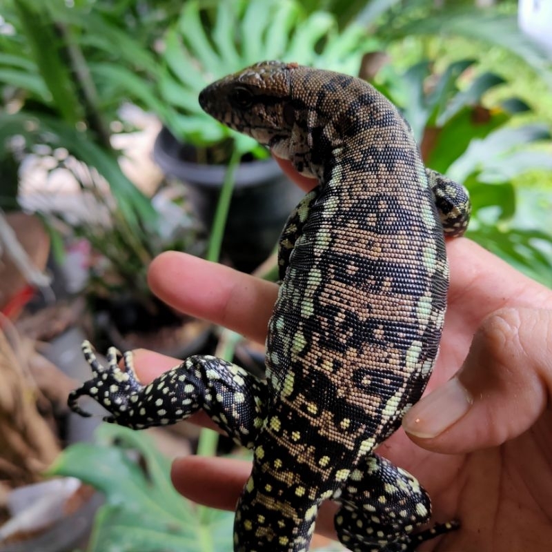 Jual pure blue tegu captive breed hi white jinak minus | Shopee Indonesia