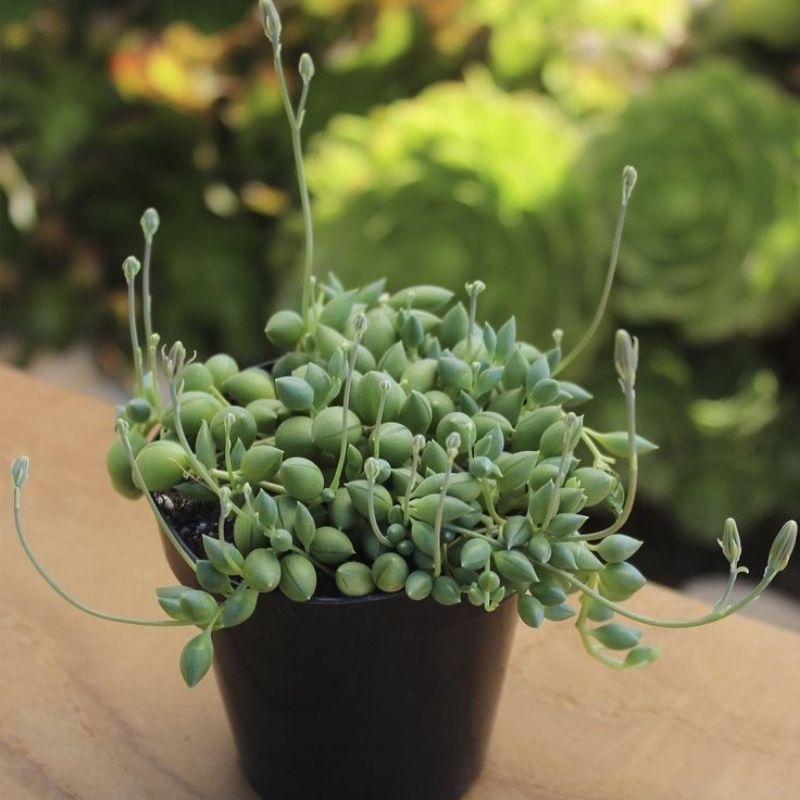 Jual Sukulen String Of Tears Versi Ekonomis | Shopee Indonesia