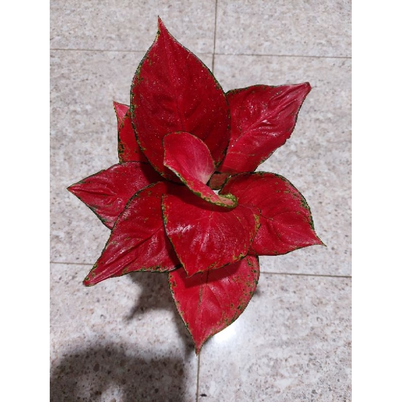 Jual aglonema Red Anja queen (serat lebih halus & warna maroon ...