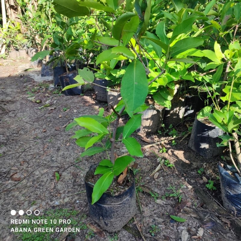 Jual Jambu air Xiang Sui asal cangkok | Shopee Indonesia