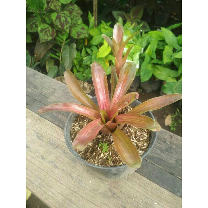 Jual Tanaman Bromelia Neoregelia 'Fireball' / Bromelia Fireball ...