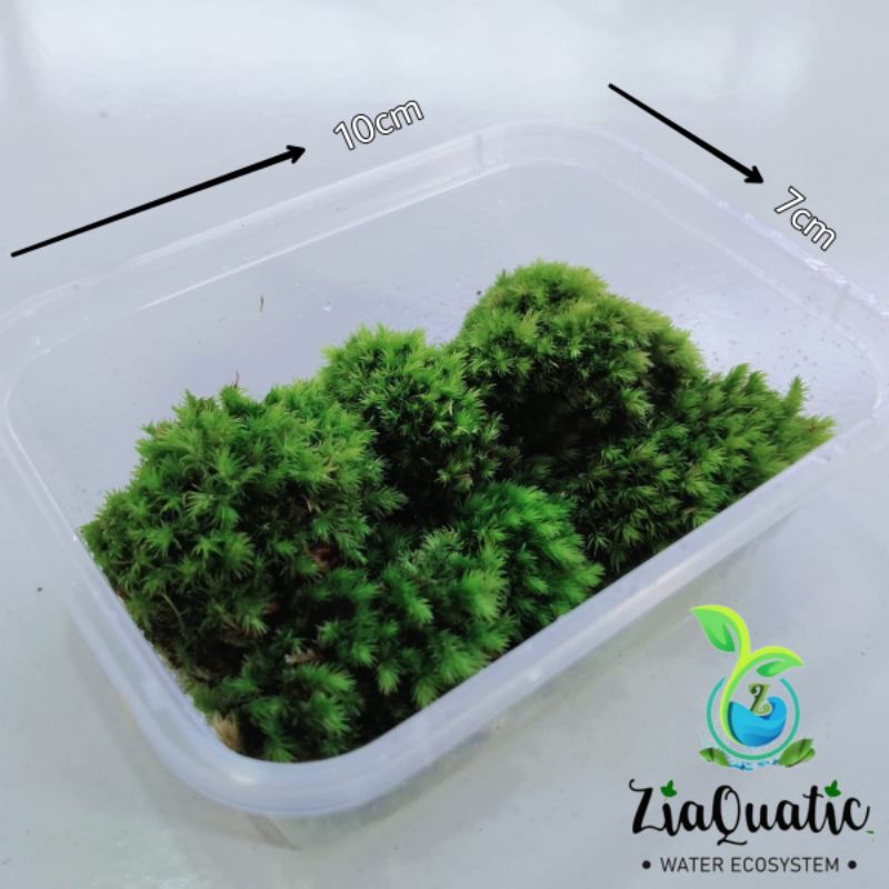 Jual Leucobryum Glaucum "Pillow Moss" Spagnum Moss/Forest Moss ...