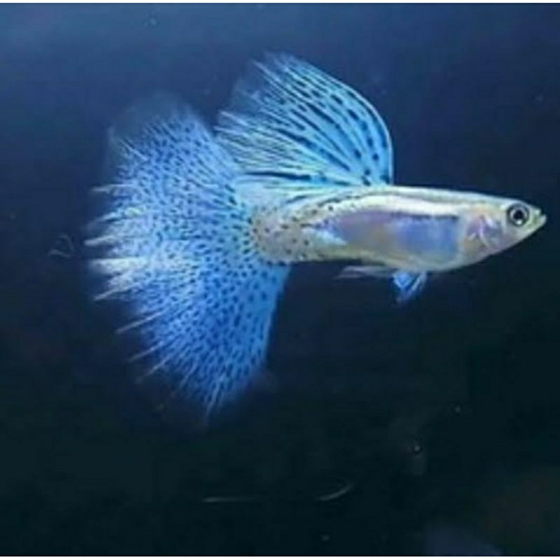 Jual ikan hias Guppy Blue grass jantan | Shopee Indonesia