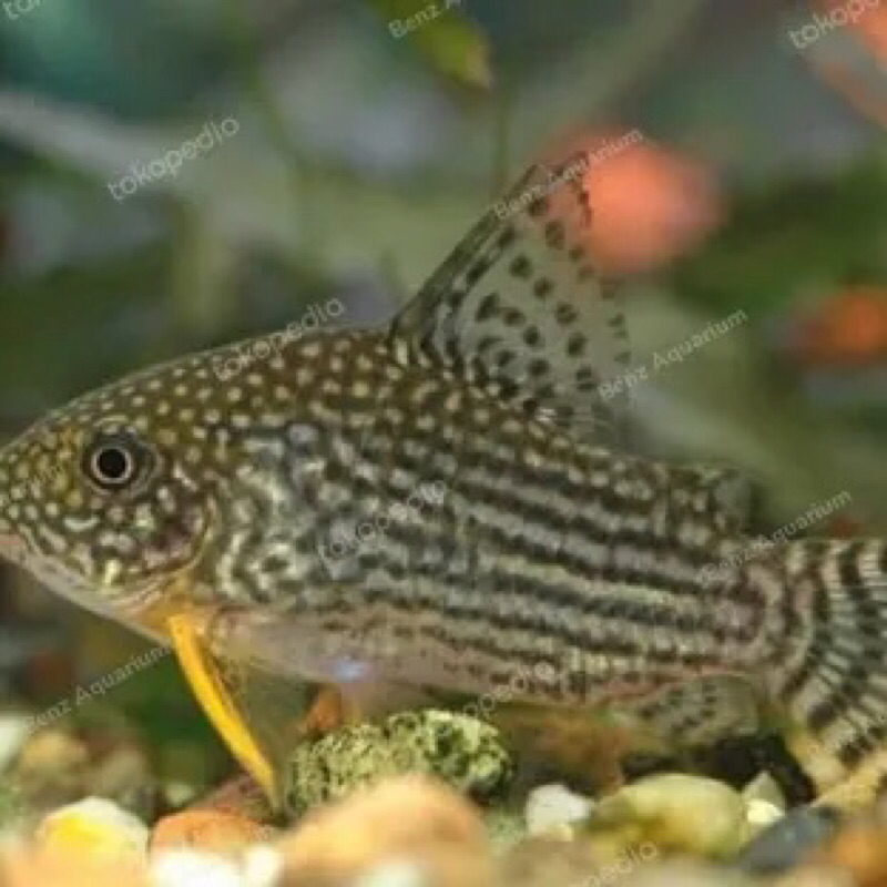 Jual ikan coryduras lucu kecil bintik bintik seperti macan tutul ...