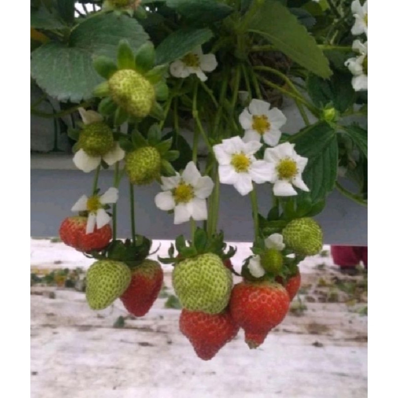 Jual Bibit Tanaman Strawberry Stroberi Tochiotome 100% Valid Asal ...