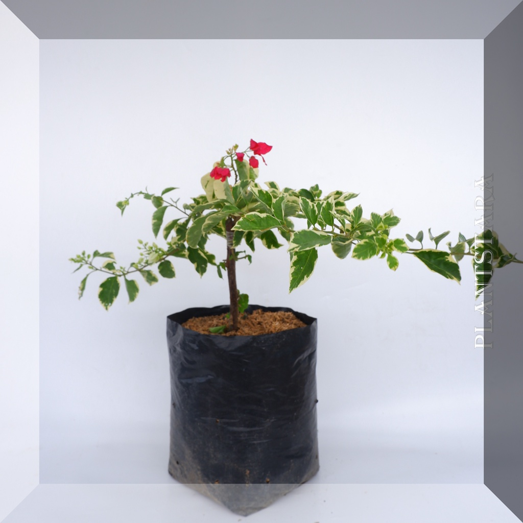 Jual Tanaman Hias Bunga Bougenville 3 Warna - Bunga Bougenville 1 Pohon ...