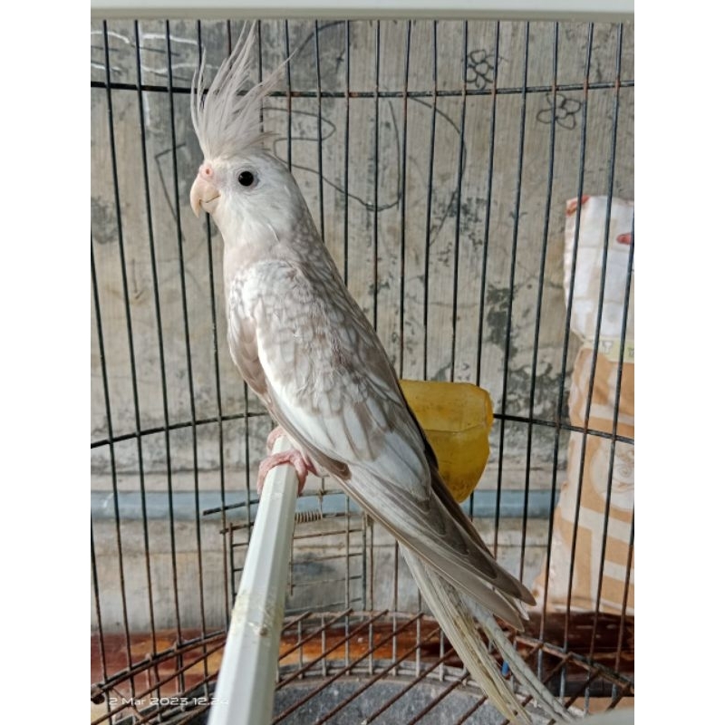 Jual Burung parkit falk australi | Shopee Indonesia