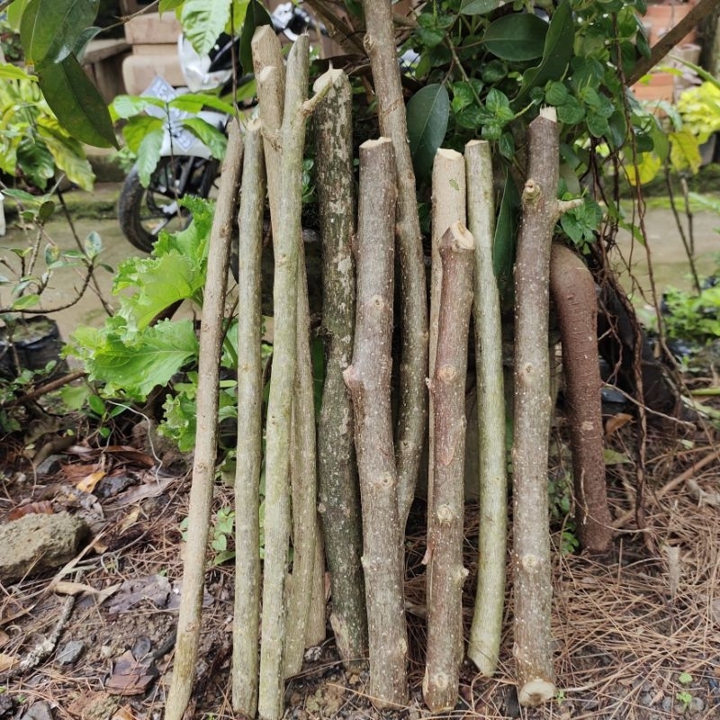 Jual bibit pohon Gamal stek/ Kleresede / sepiun untuk pakan kambing ...