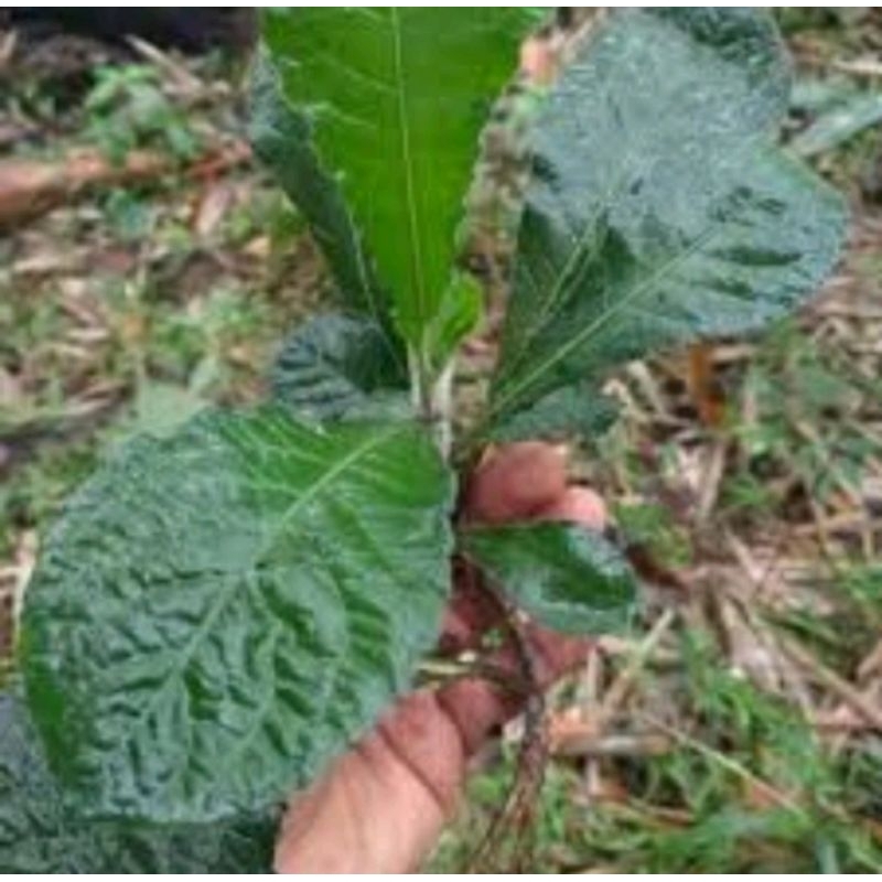 Jual tanaman herbal tapak liman/1pohon | Shopee Indonesia