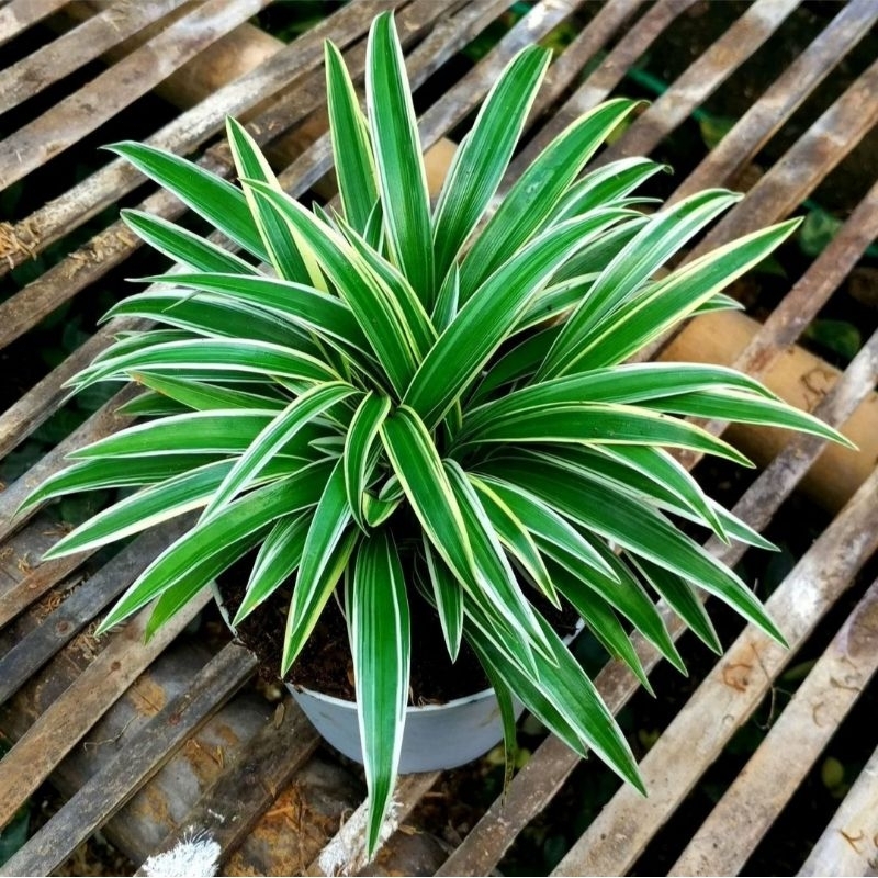 Jual { BISA COD } tanaman lili paris umbi tanaman pengganti rumput kucai lily paris umbi kucai ...