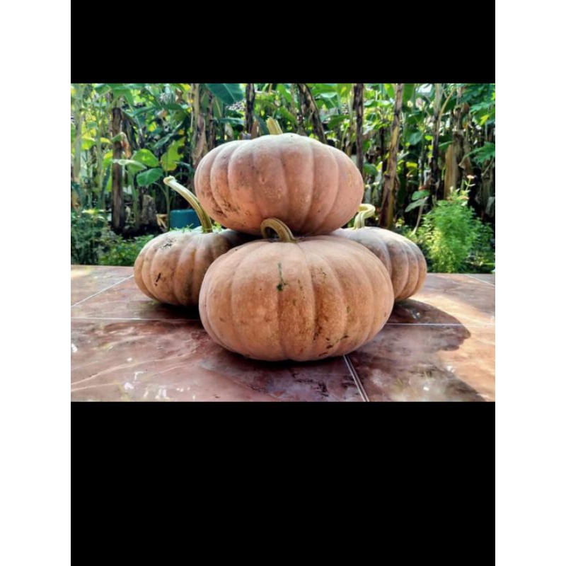 Jual WALUH JAWA / LABU SUPREMA BERAT 2 KG | Shopee Indonesia