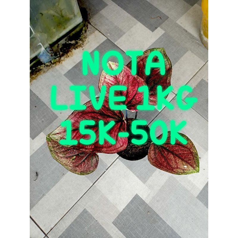 Jual Nota live | Shopee Indonesia