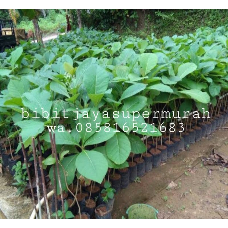 Jual Paket Isi 70 bibit jati mas super murah | Shopee Indonesia