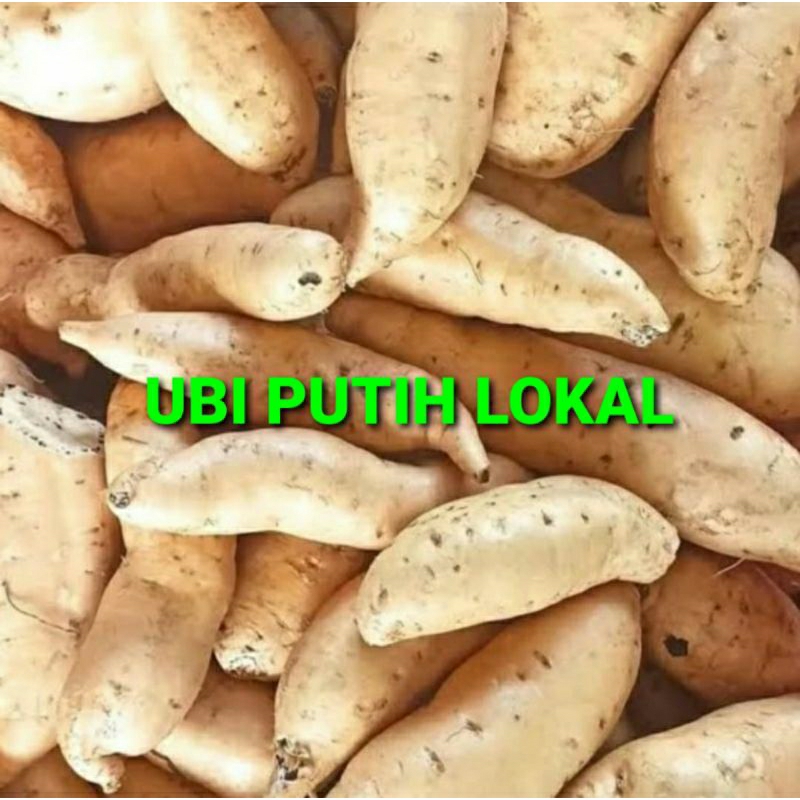 Jual UBI PUTIH LOKAL KHUSUS PARA SULTAN 1 KG (PREMIUM QUALITY) | Shopee ...