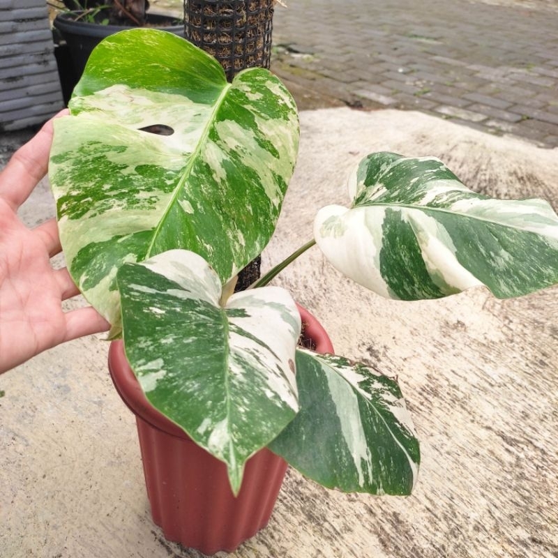 Jual Monstera varigata white tiger marble | Shopee Indonesia
