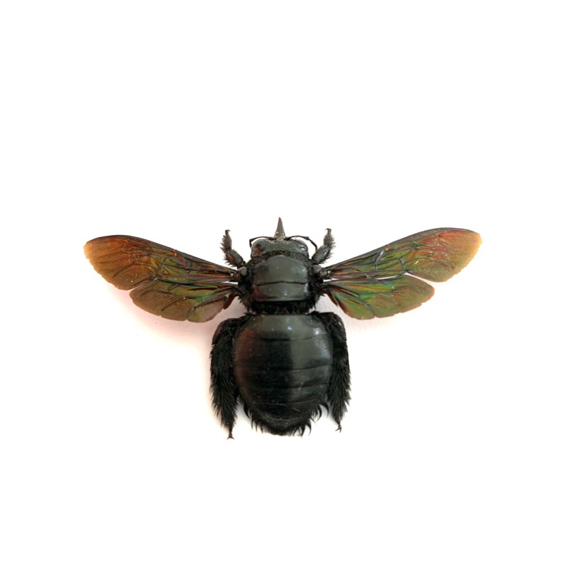 Jual awetan lebah kayu | Shopee Indonesia