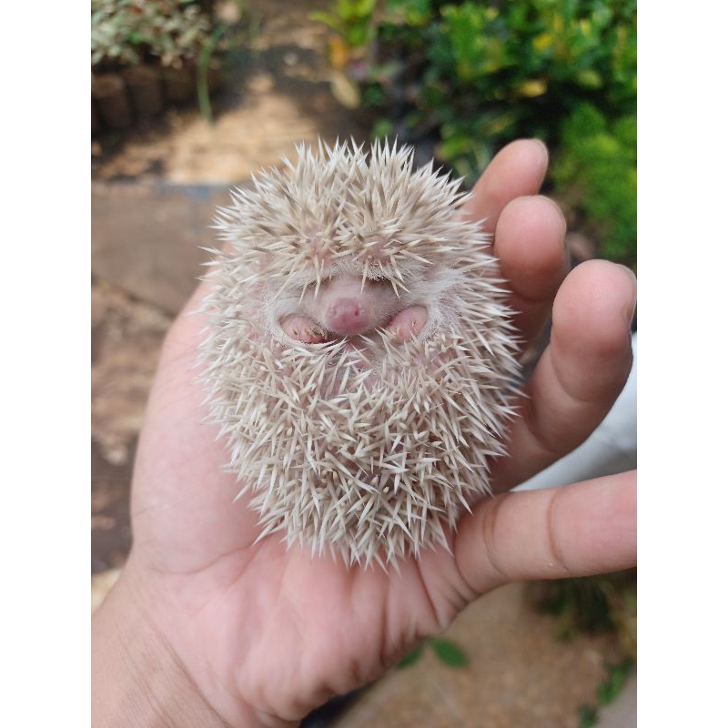 Jual Landak mini anakan jenis albino,pinto,saltpaper,tobiano,cinnicot ...