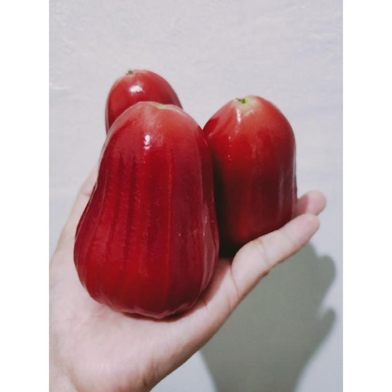 Jual (TANYA STOK!) JAMBU AIR CITRA | Shopee Indonesia
