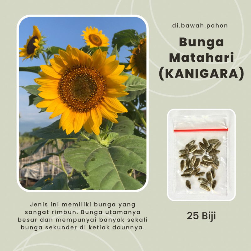 Jual Benih Biji Bunga Matahari Kanigara (bunga rimbun) | Tanaman hias bunga | Shopee Indonesia