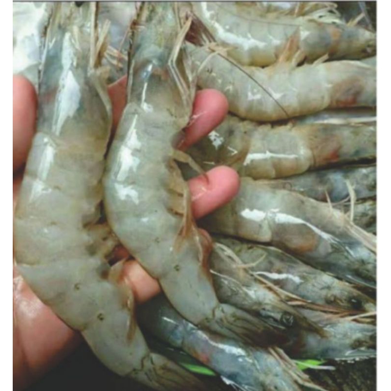 Jual Udang Vaname / fanami Segar / Shrimp 500 gram | Shopee Indonesia