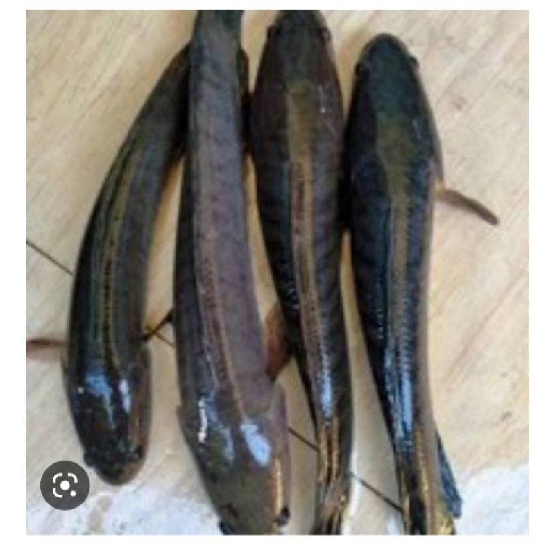 Jual Bibit Gabus Berkualitas Ukuran Besar 7-9 Cm Paketan 20 Ekor ...