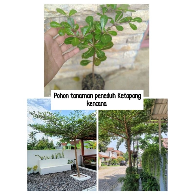 Jual Tanaman hias pohon peneduh Ketapang kencana ( BELI 3 GRATIS 1 ...