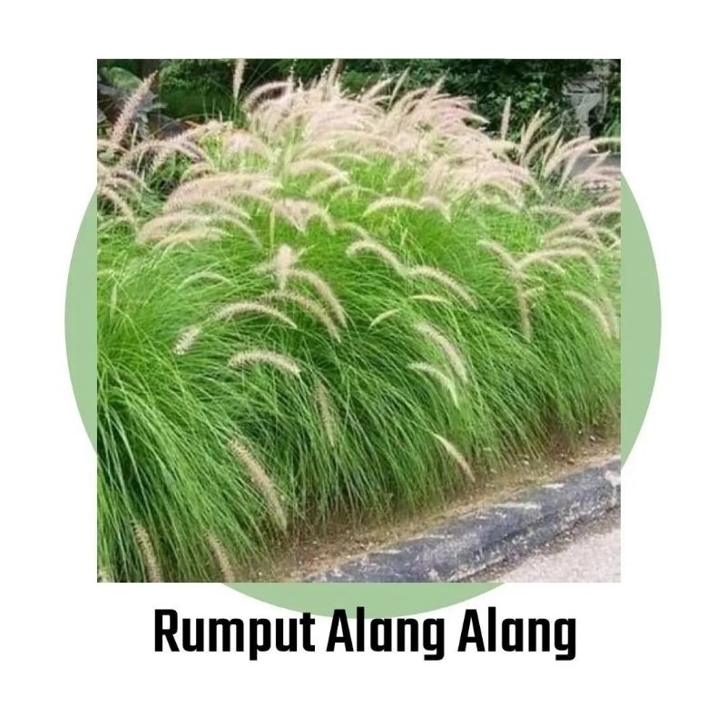 Jual [BISA COD] Rumput Alang Alang ekor kuda tanaman ilalang buntut ...