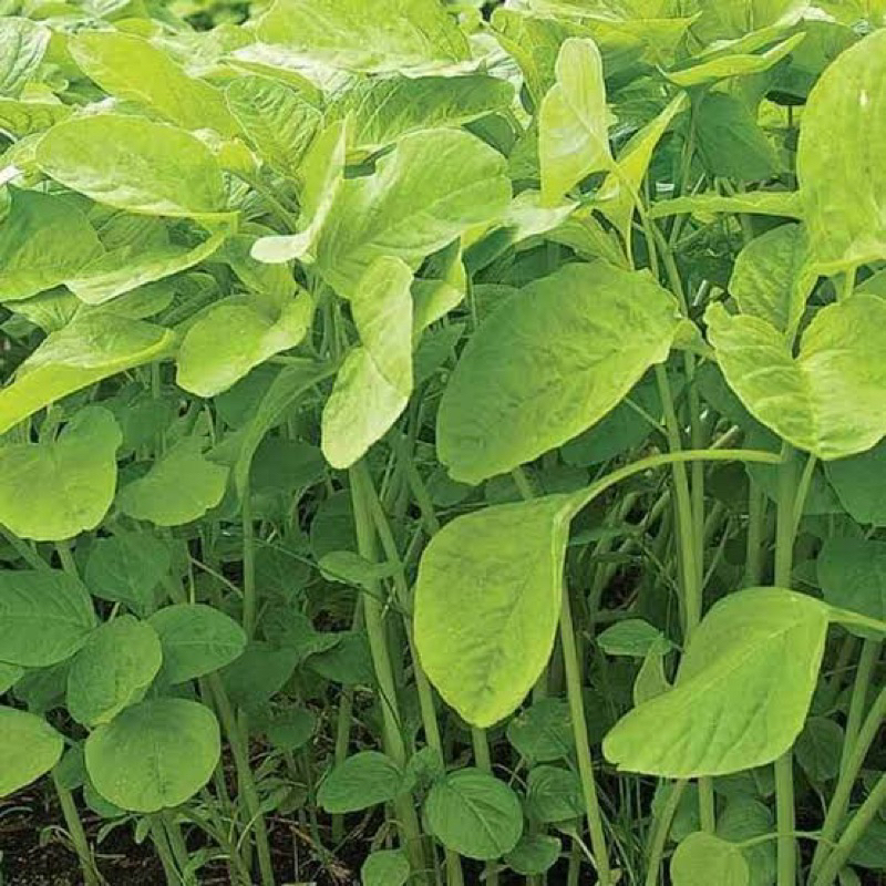 Jual Benih / Bibit / Biji Bayam Hijau REPACK | Shopee Indonesia